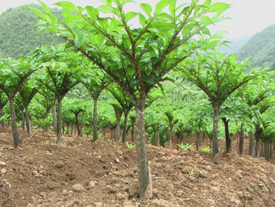 Konjac - The Future Health Foods For Today